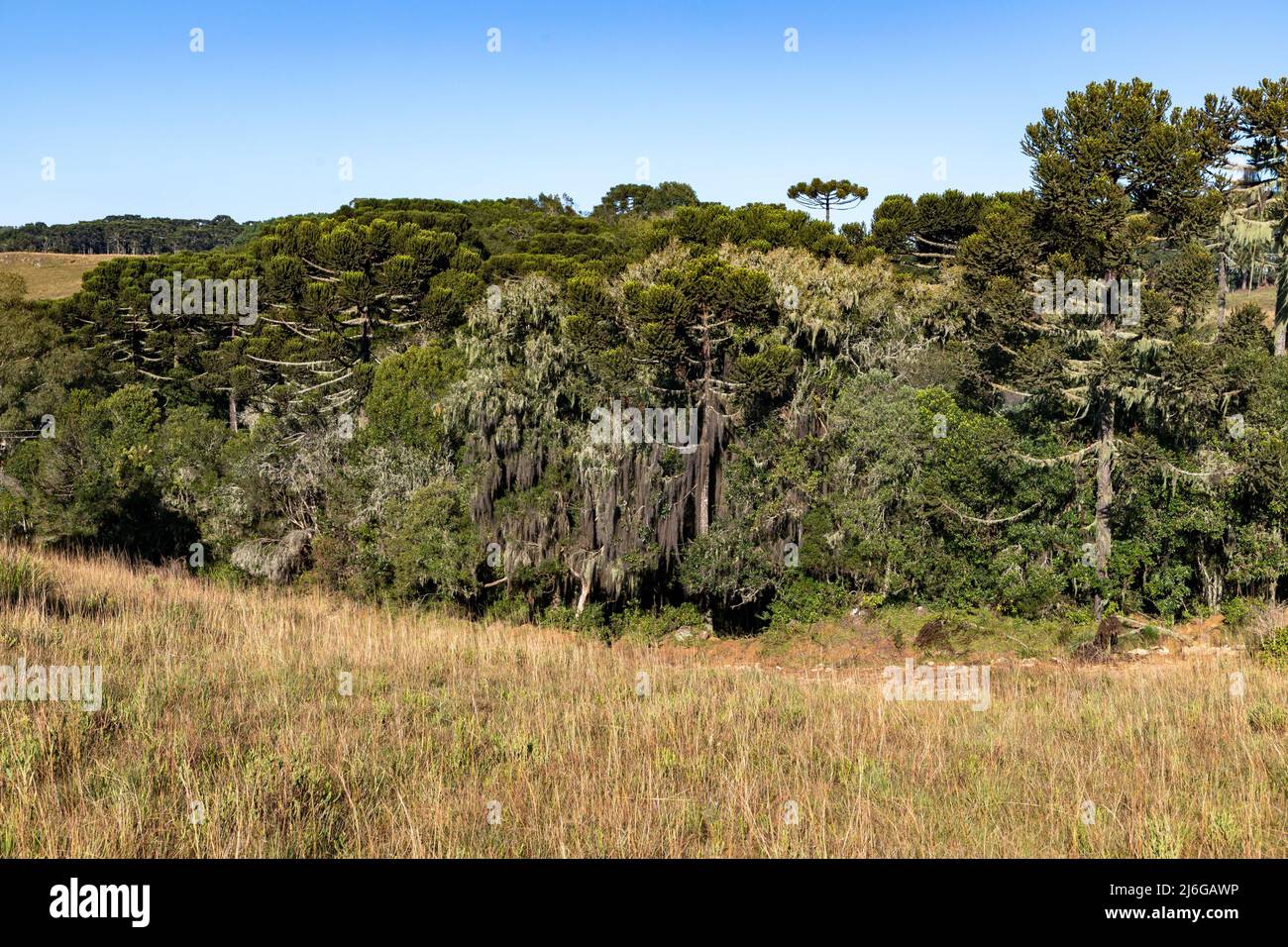 Araucaria trees in a farm field, Cambara do Sul, Rio Grande do Sul ...