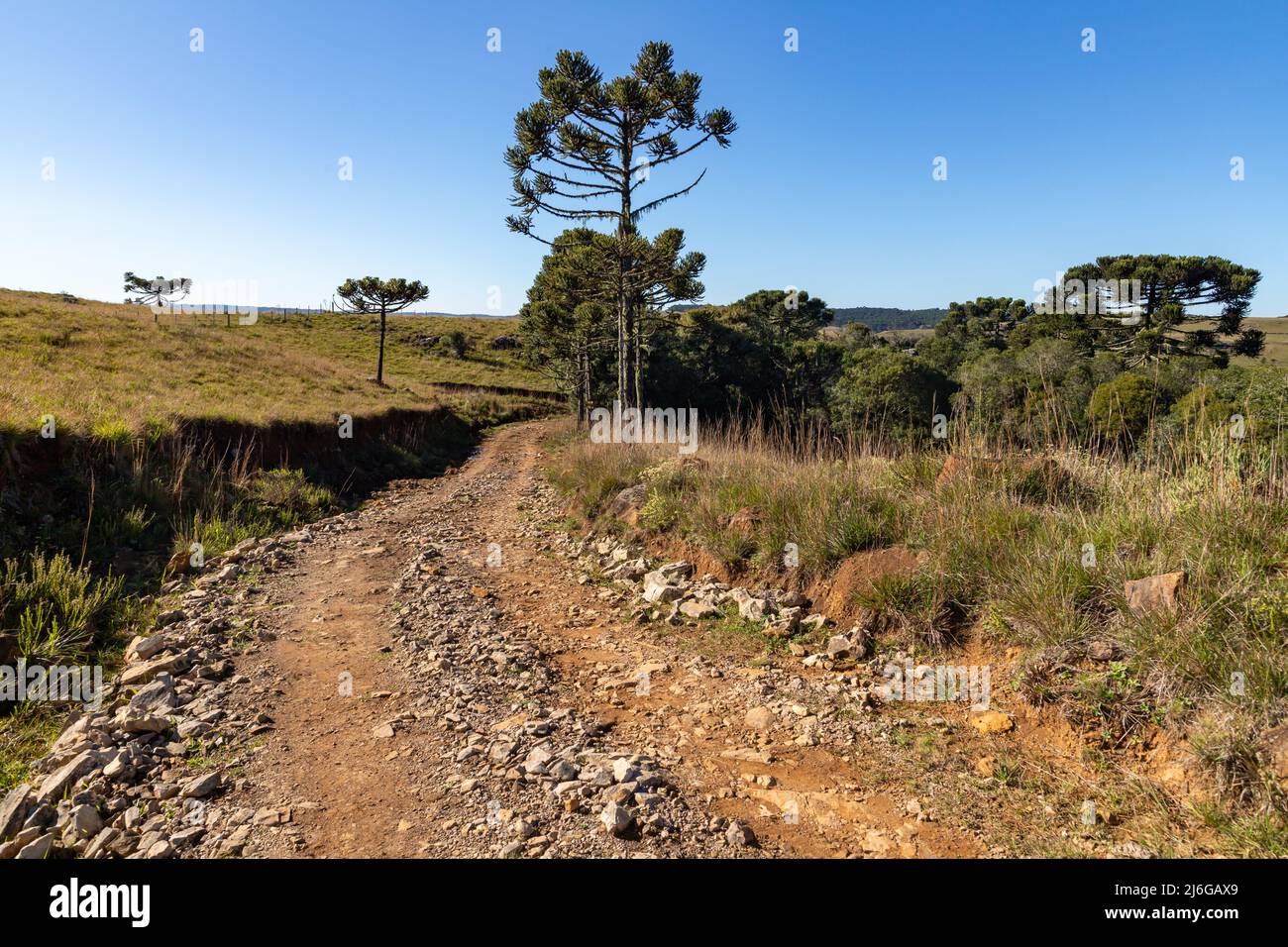 Araucaria angustifolia farm field hi-res stock photography and images ...