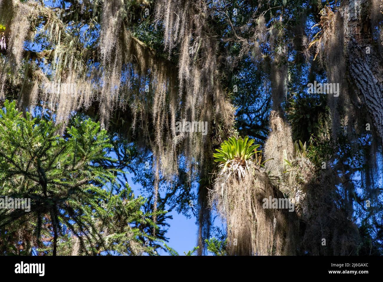 Bromeliad and Tillandsia usneoides over an Araucaria tree, Cambara do ...