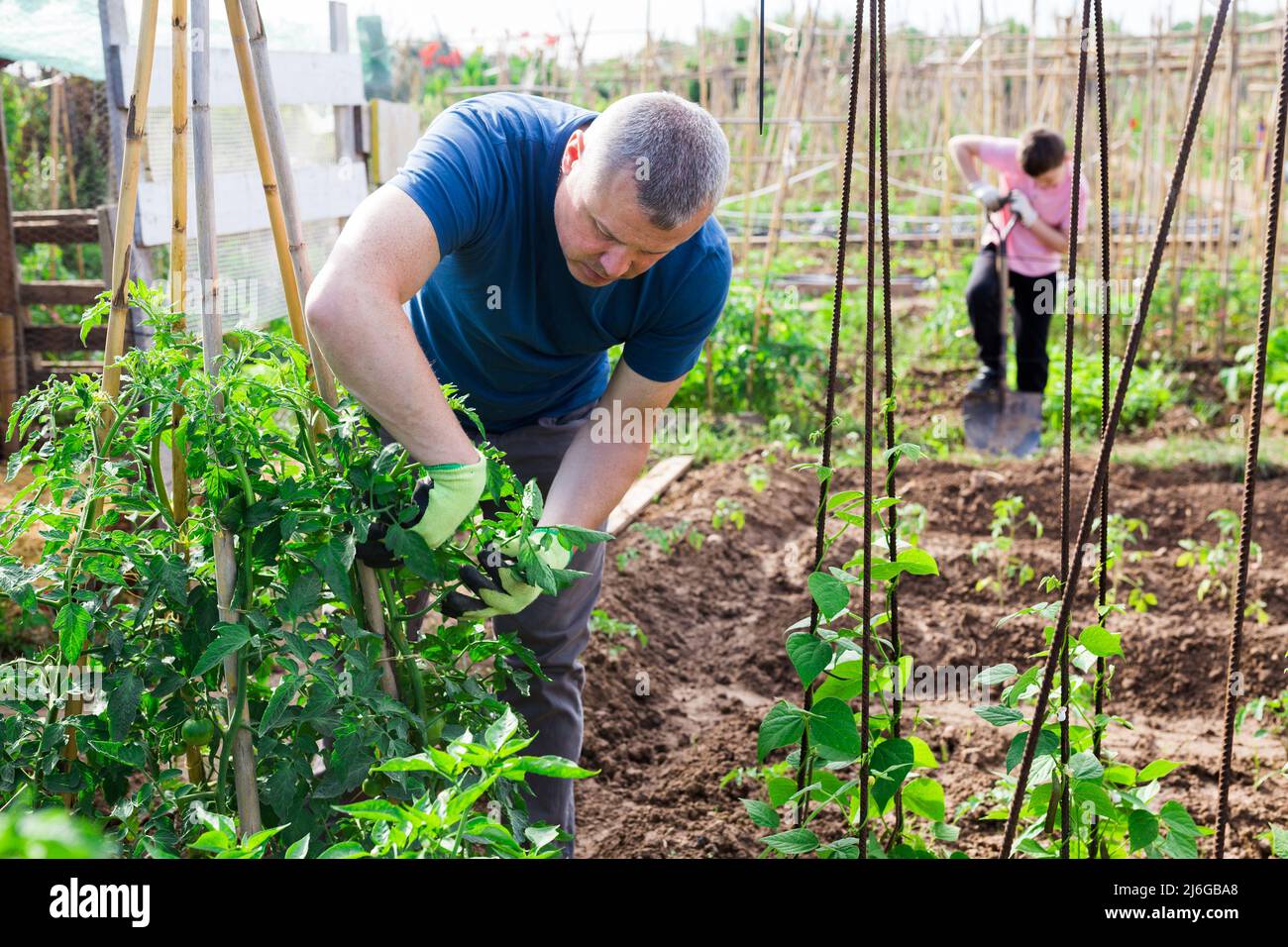 Amateur gardener tying tomato plants in family garden Stock Photo - Alamy