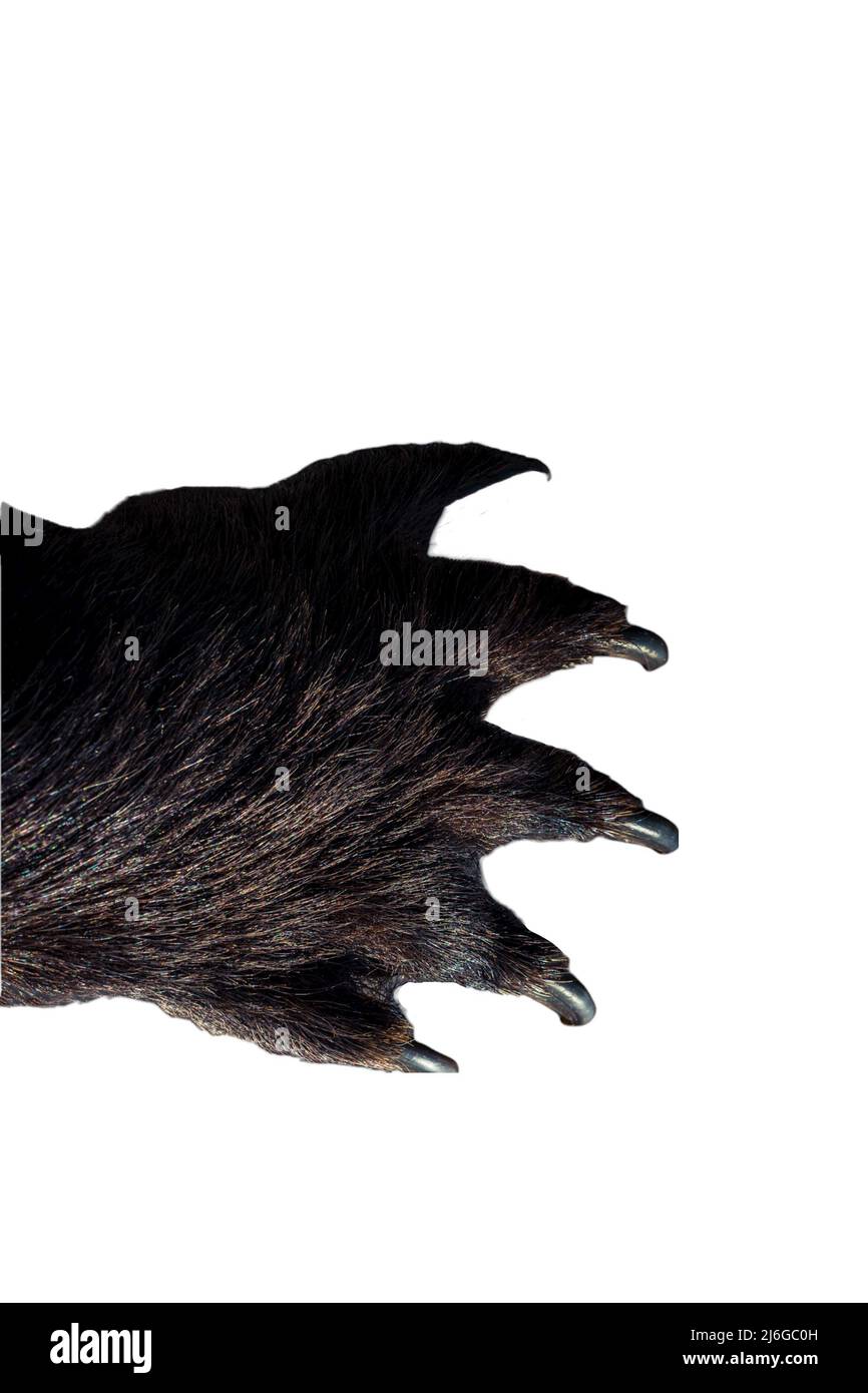 Strong claws hi-res stock photography and images - Alamy