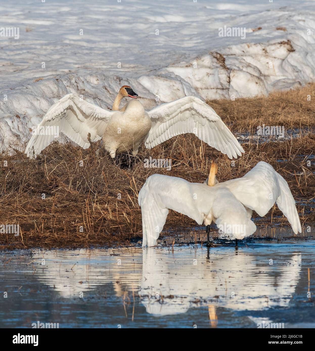 Bird wing display hi-res stock photography and images - Alamy