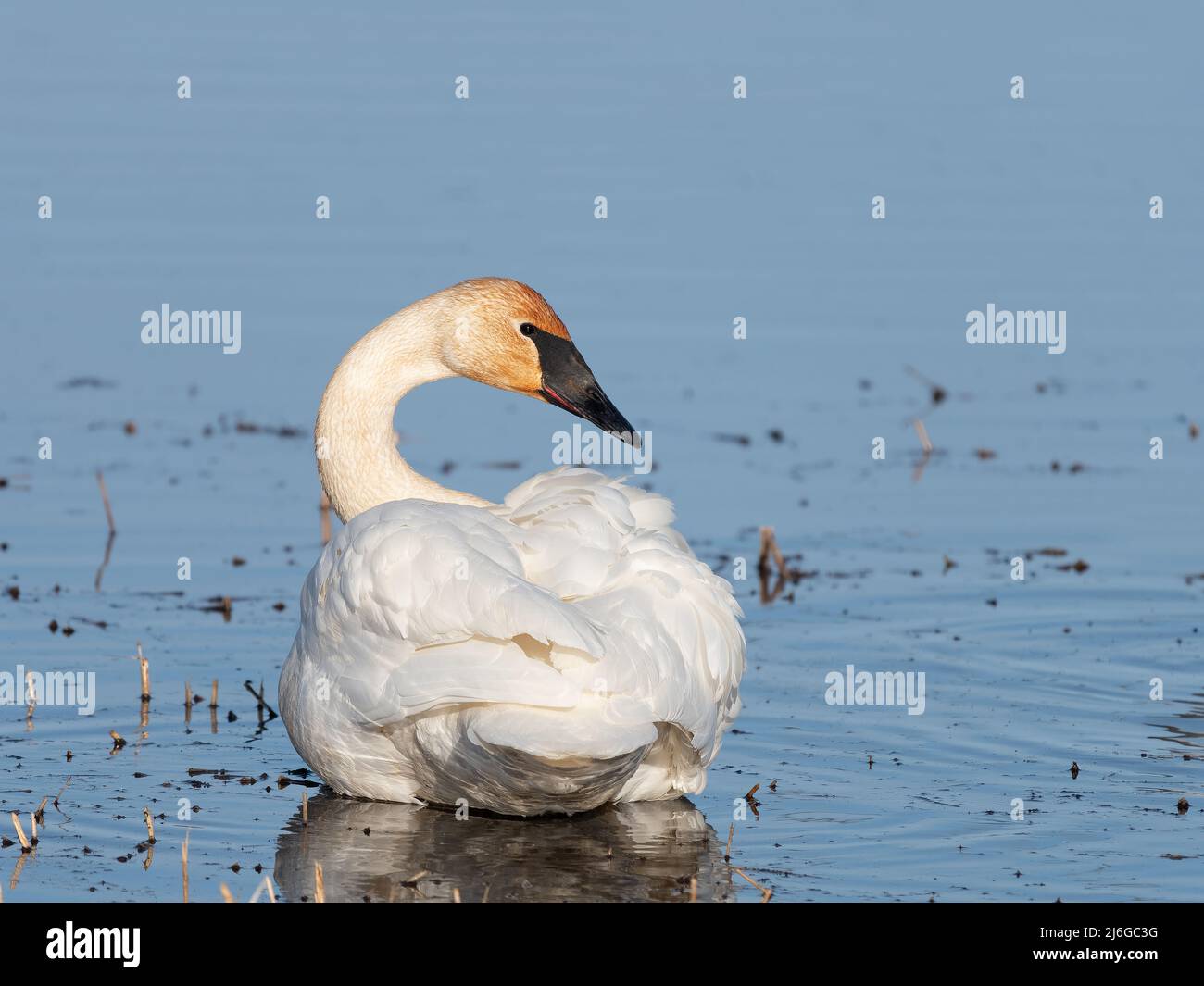 Adult trumpeter swan cygnus hi-res stock photography and images - Alamy