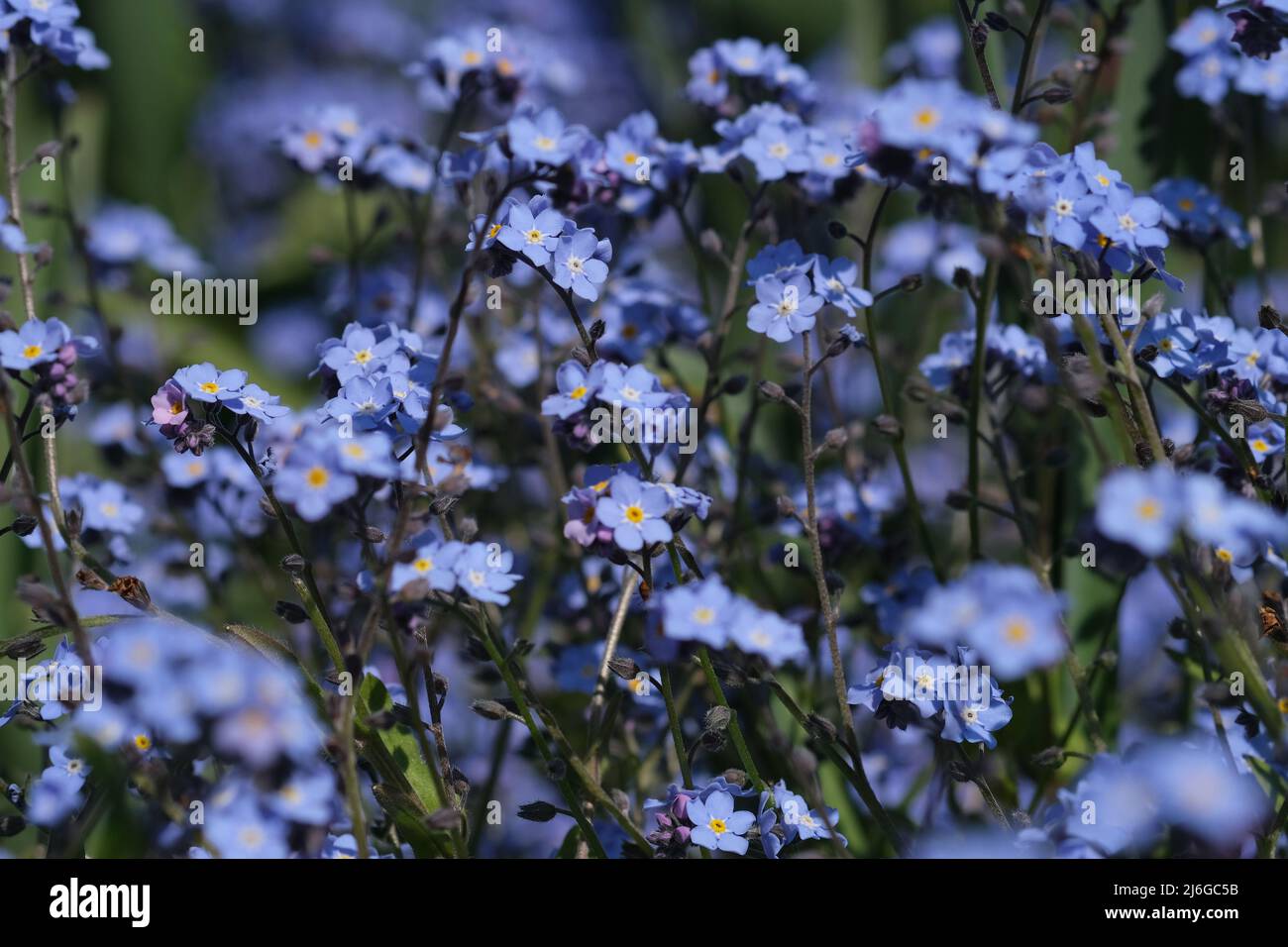 Forget Me Nots In Sun High Resolution Stock Photography and Images - Alamy