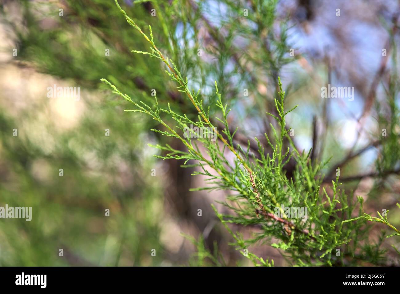 Branch of a maritime pine seen up close Stock Photo - Alamy
