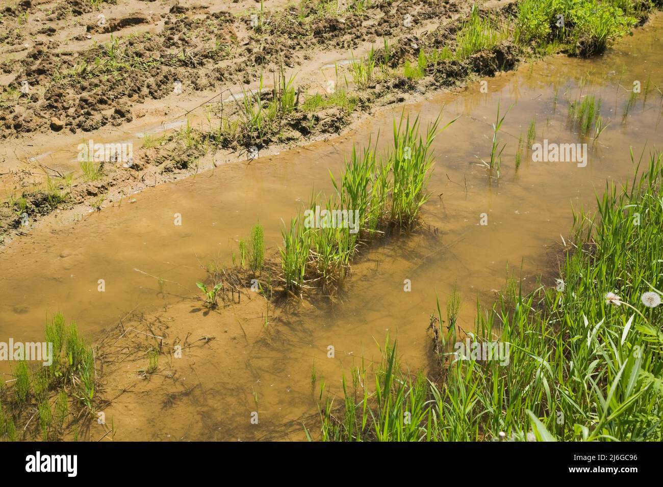 Flooded and muddy agricultural field after heavy rainfall in spring ...