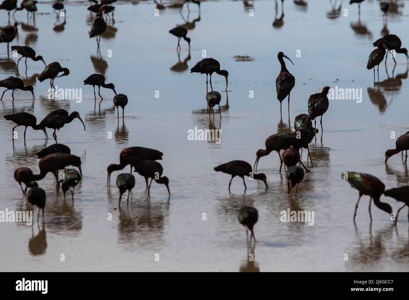 White Faced Ibis gather in a marsh along their migratory path. Spring ...