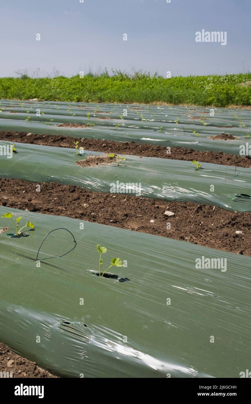 Spring planted crop hi-res stock photography and images - Alamy