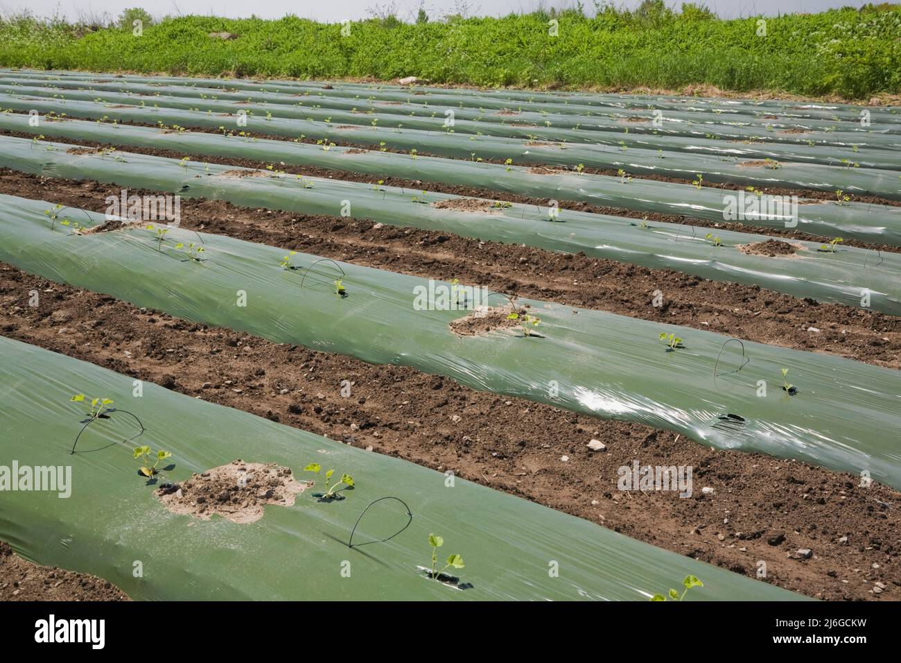 Spring planted crop hi-res stock photography and images - Alamy