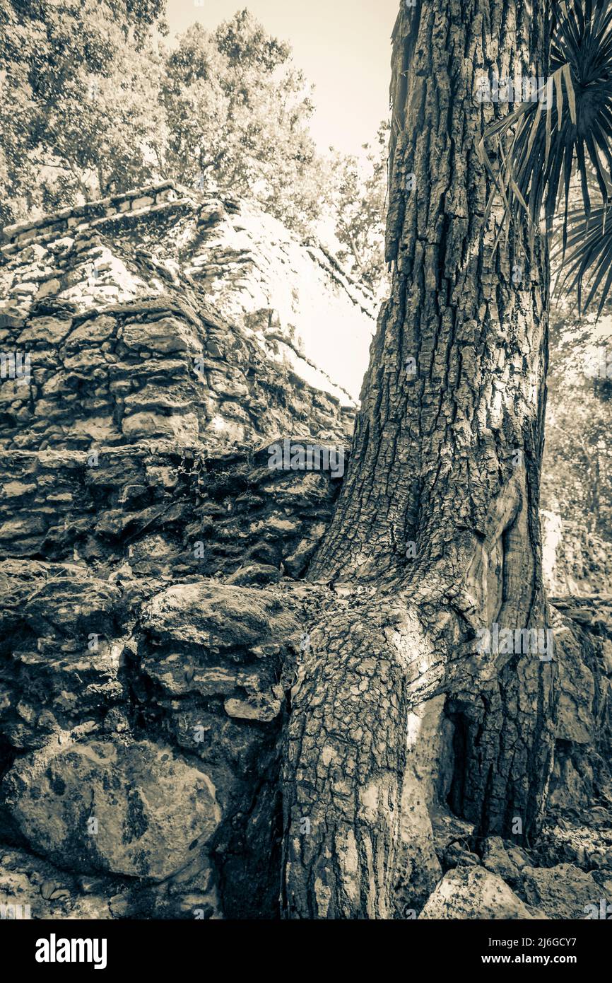 Old black and white picture of tree roots grow through stones at the ...