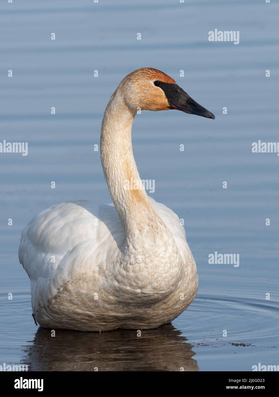 Adult trumpeter swan cygnus hi-res stock photography and images - Alamy