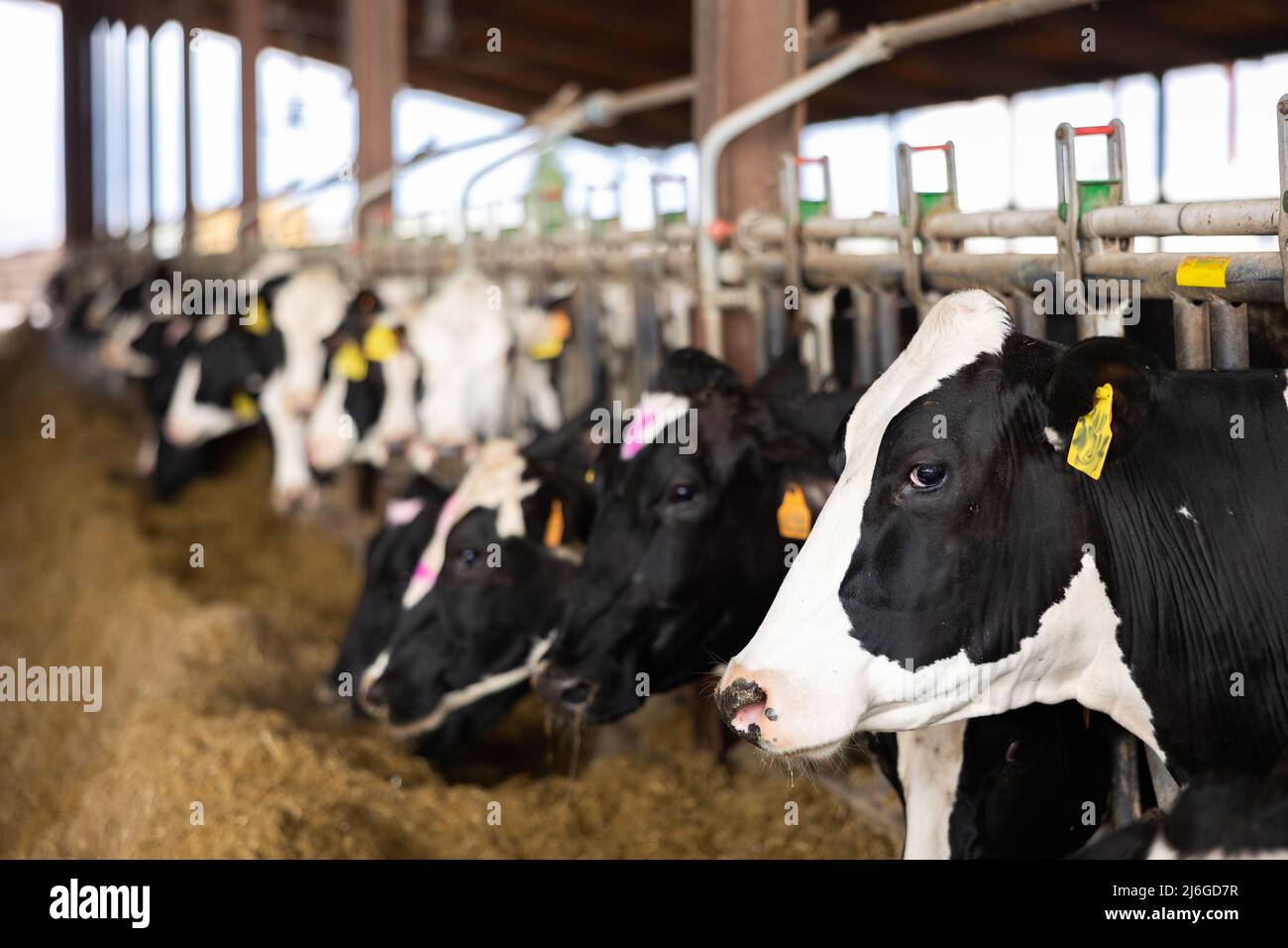 Dairy cows milk farm fodder hi-res stock photography and images - Alamy