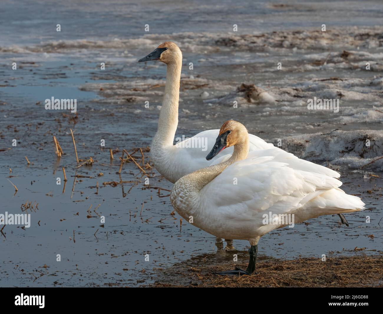 Trumpeter Swan Pair in Alaska Stock Photo - Alamy