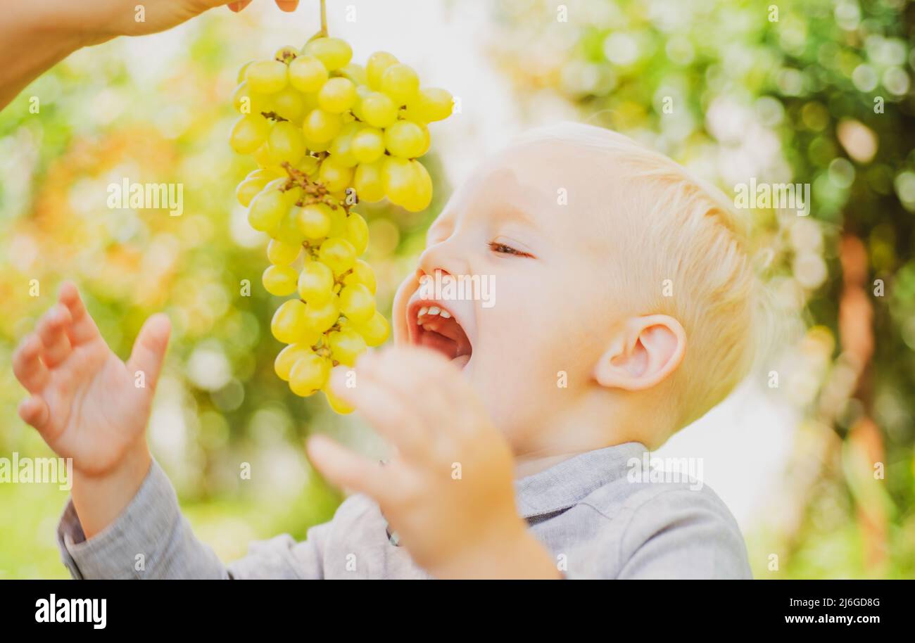 Boy eating grapes outdoor. Healthy natural food. Happy moments of life ...