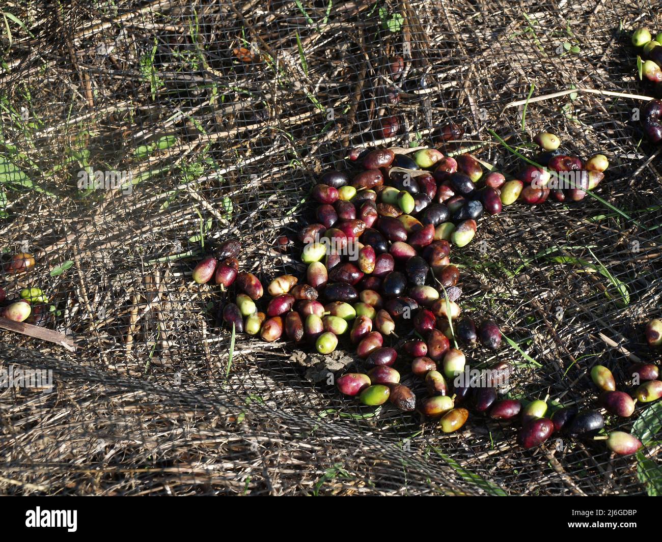 Harvested olives laying in net, ready for collection and pressing. In ...
