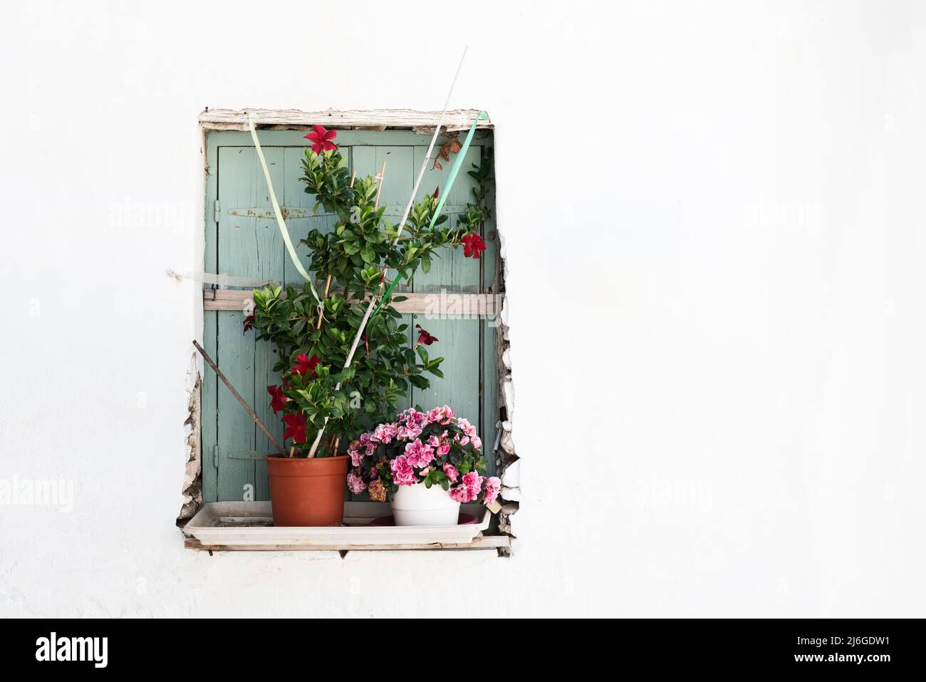 Potted flowers by the window Stock Photo - Alamy