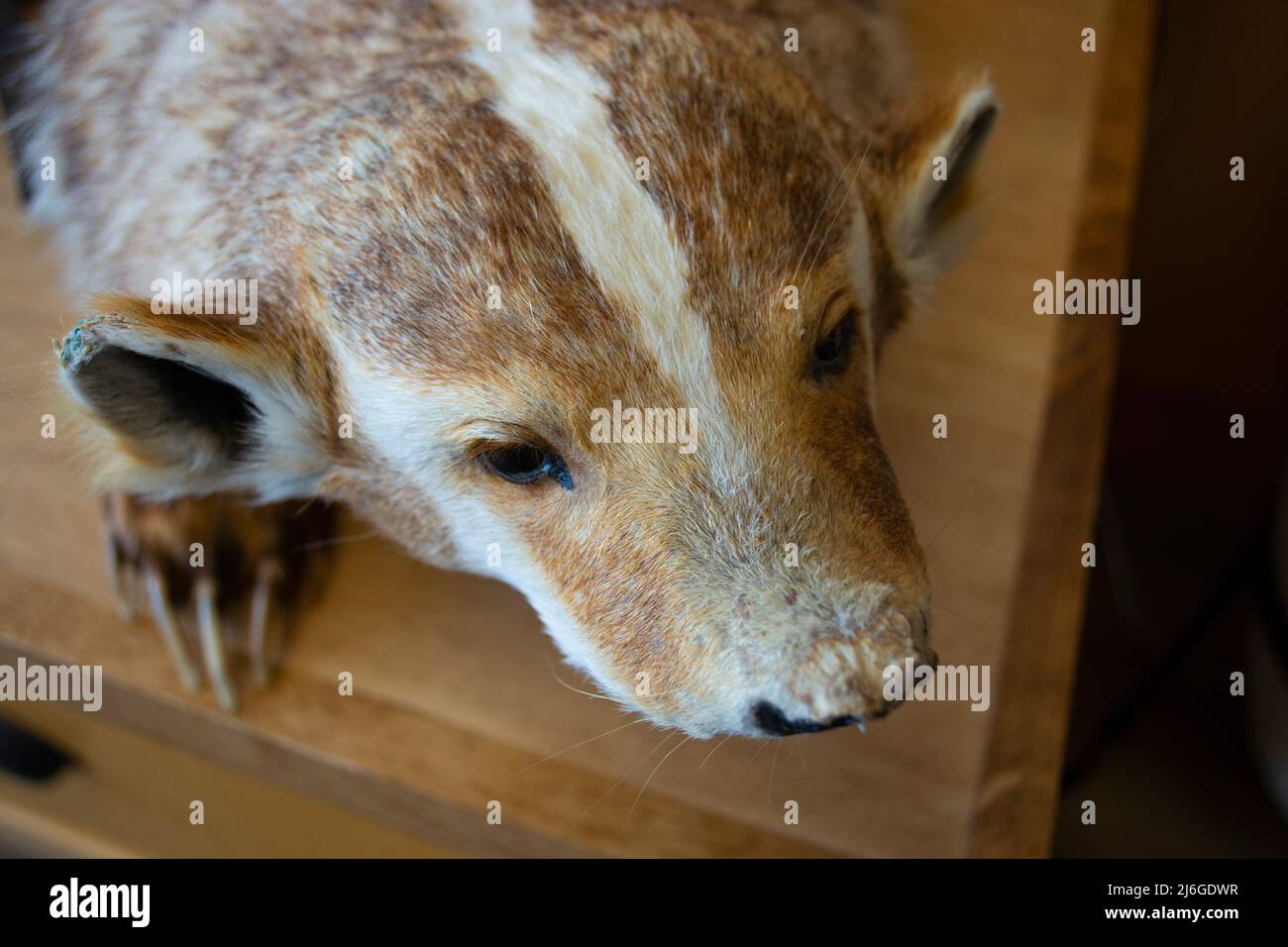 Badger - stuffed badger - taxidermy display - stuffed animal Stock ...