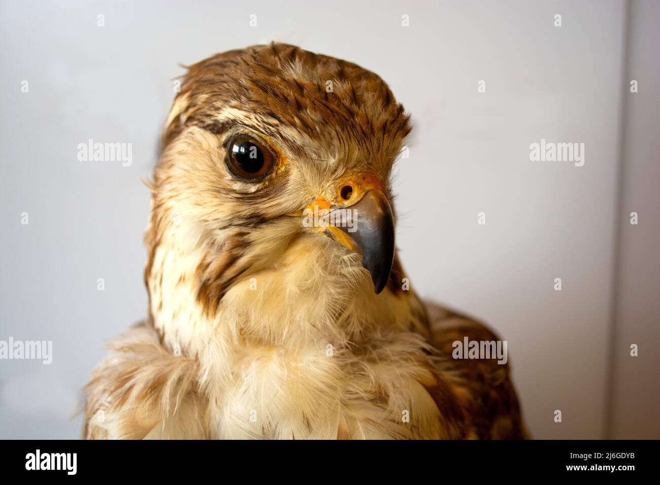 Closeup of hawk turning head - taxidermy - stuffed bird Stock Photo - Alamy