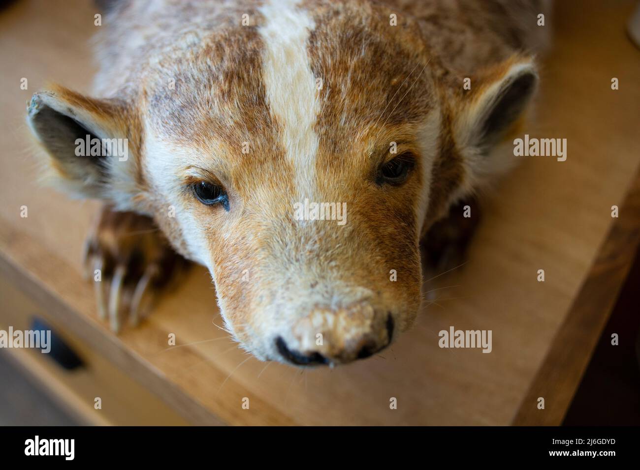 Badger - stuffed badger - taxidermy display - stuffed animal Stock ...