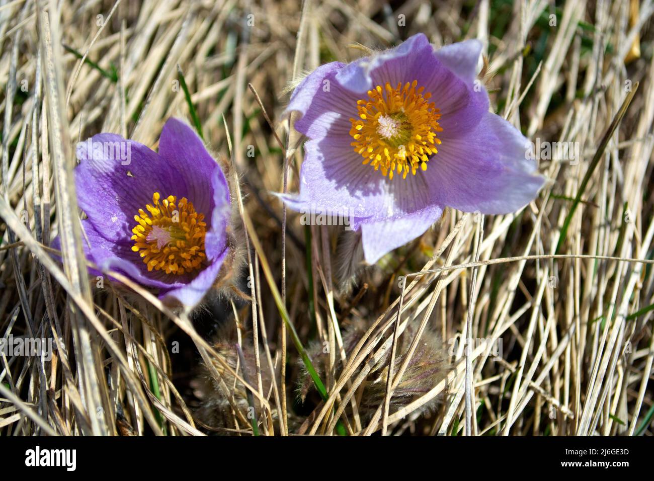 Close up of prairie crocus hi-res stock photography and images - Alamy