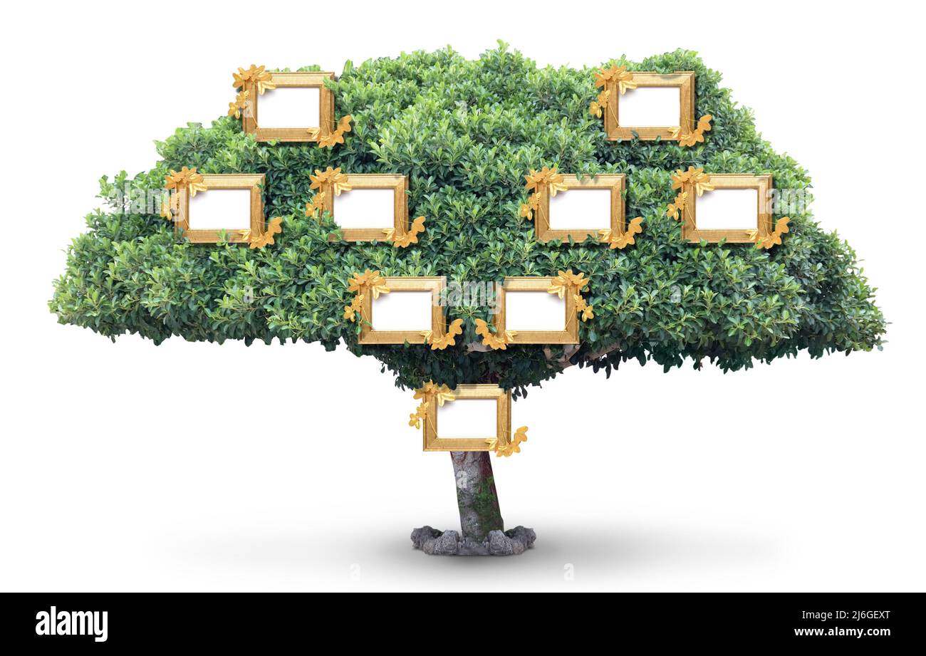 Green tree with blank photo frames isolated on white. Mockup of family ...