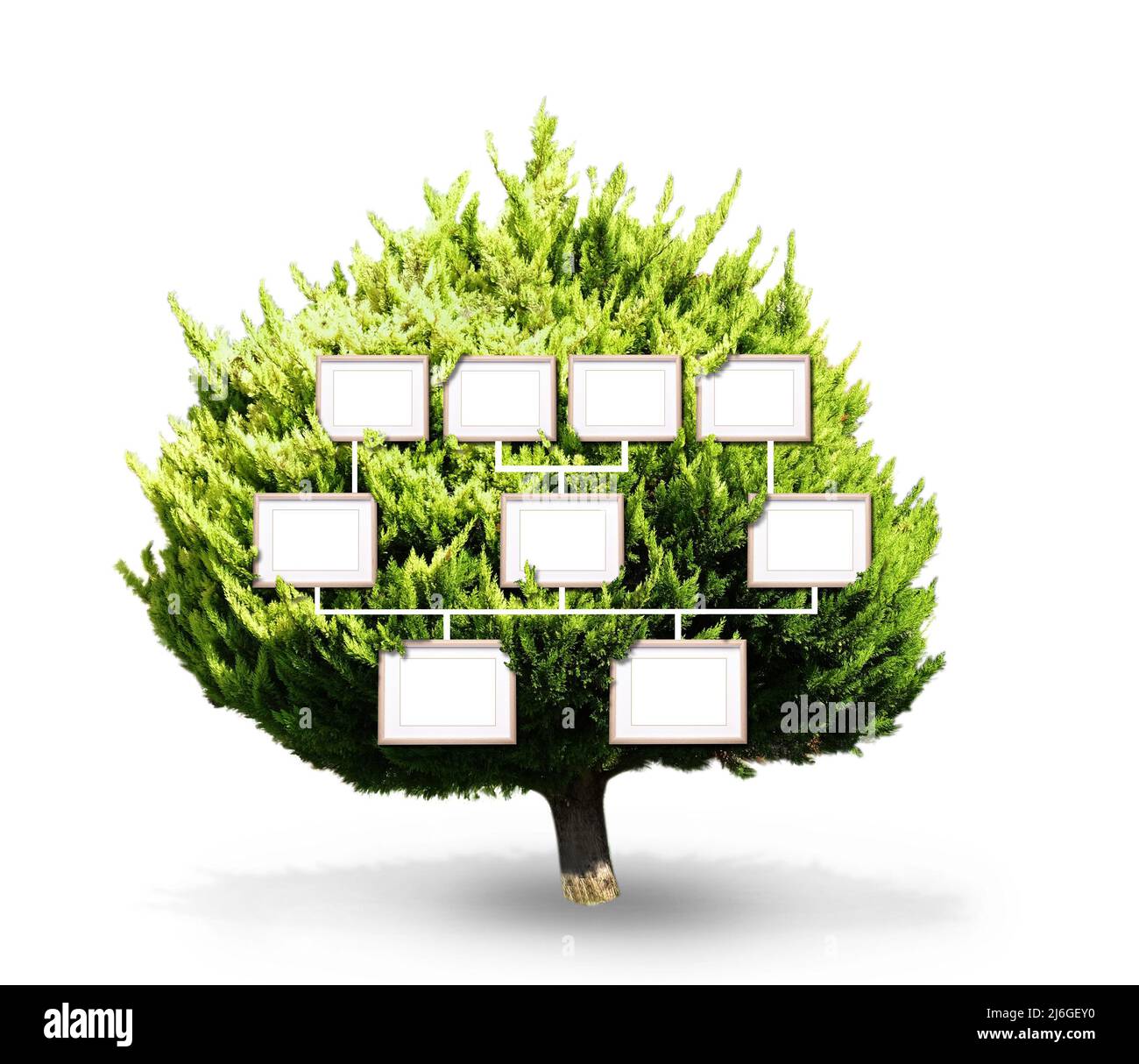 Green tree with blank photo frames isolated on white. Mockup of family ...