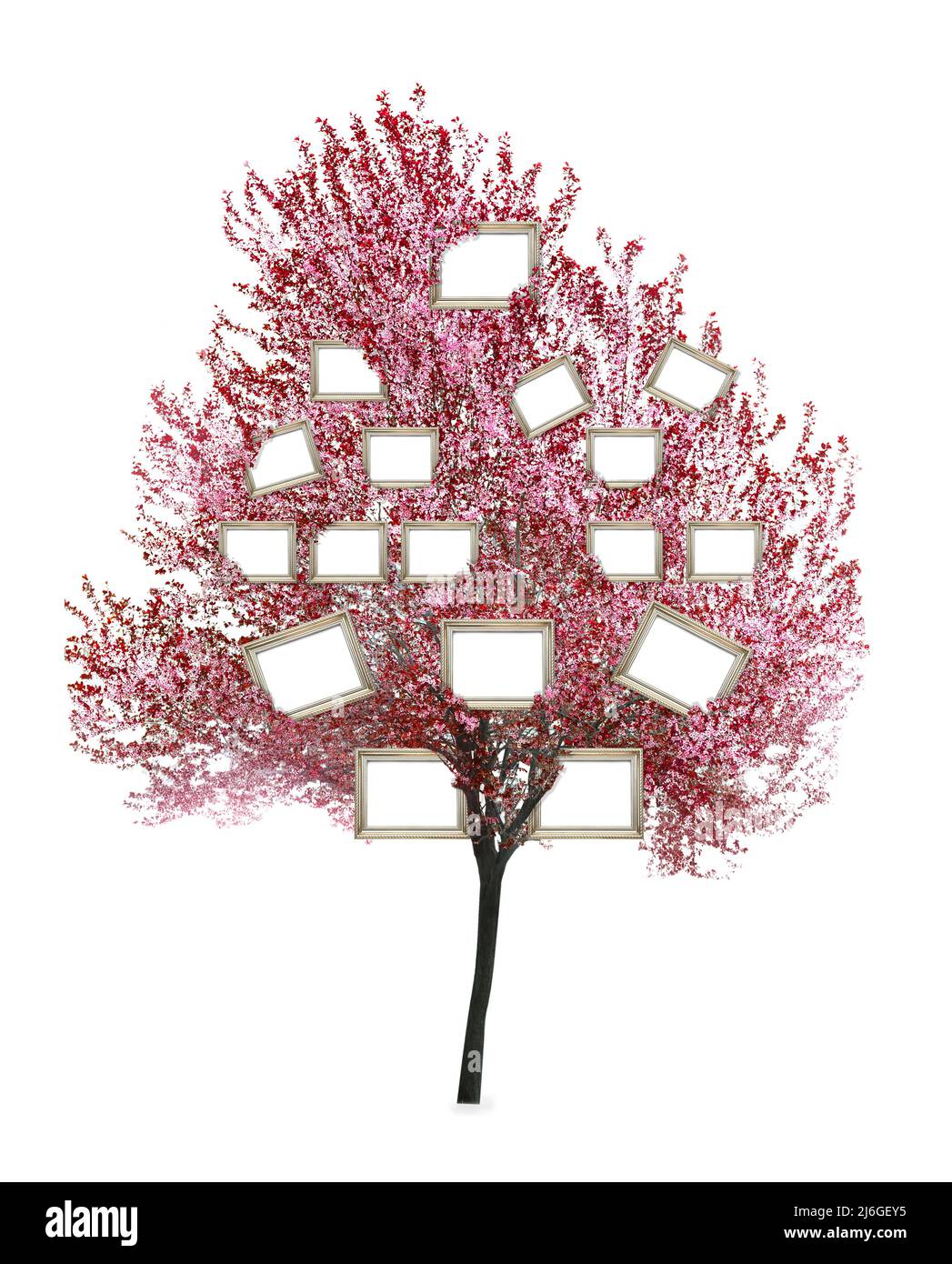 Blooming tree with blank photo frames isolated on white. Mockup of ...