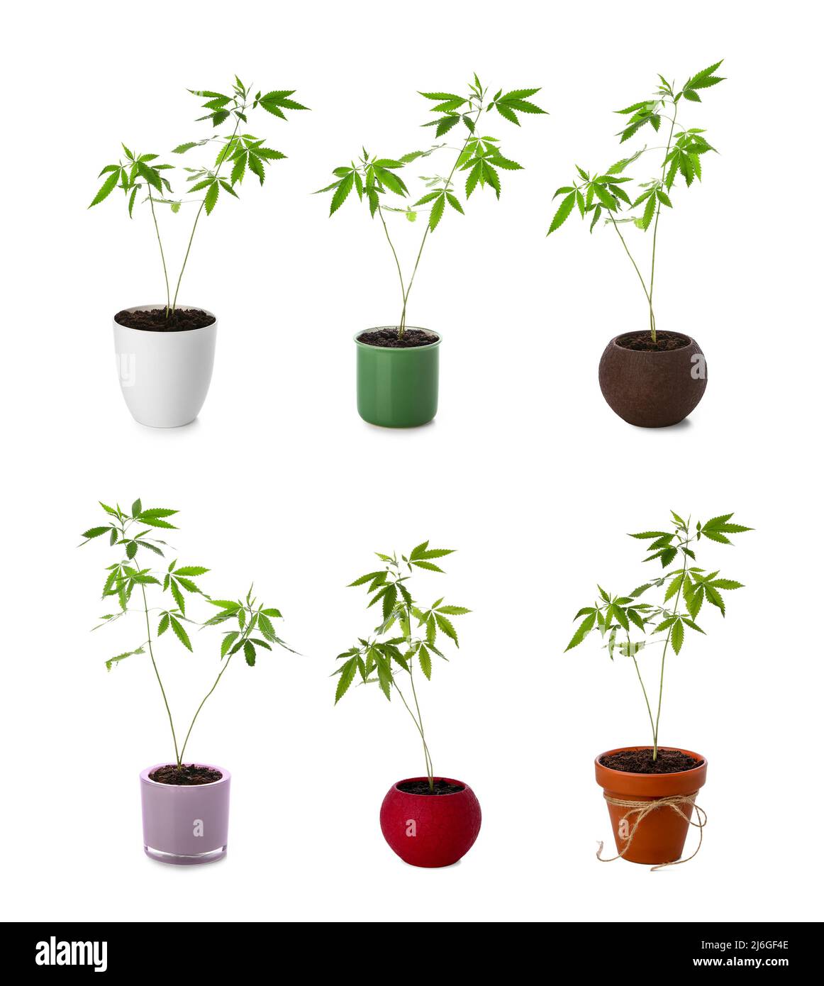Group of hemp plants in pots on white background Stock Photo - Alamy