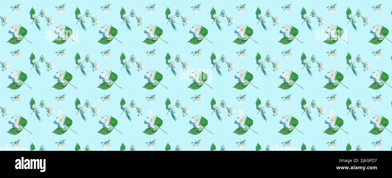 Many beautiful jasmine flowers on light blue background. Pattern for ...