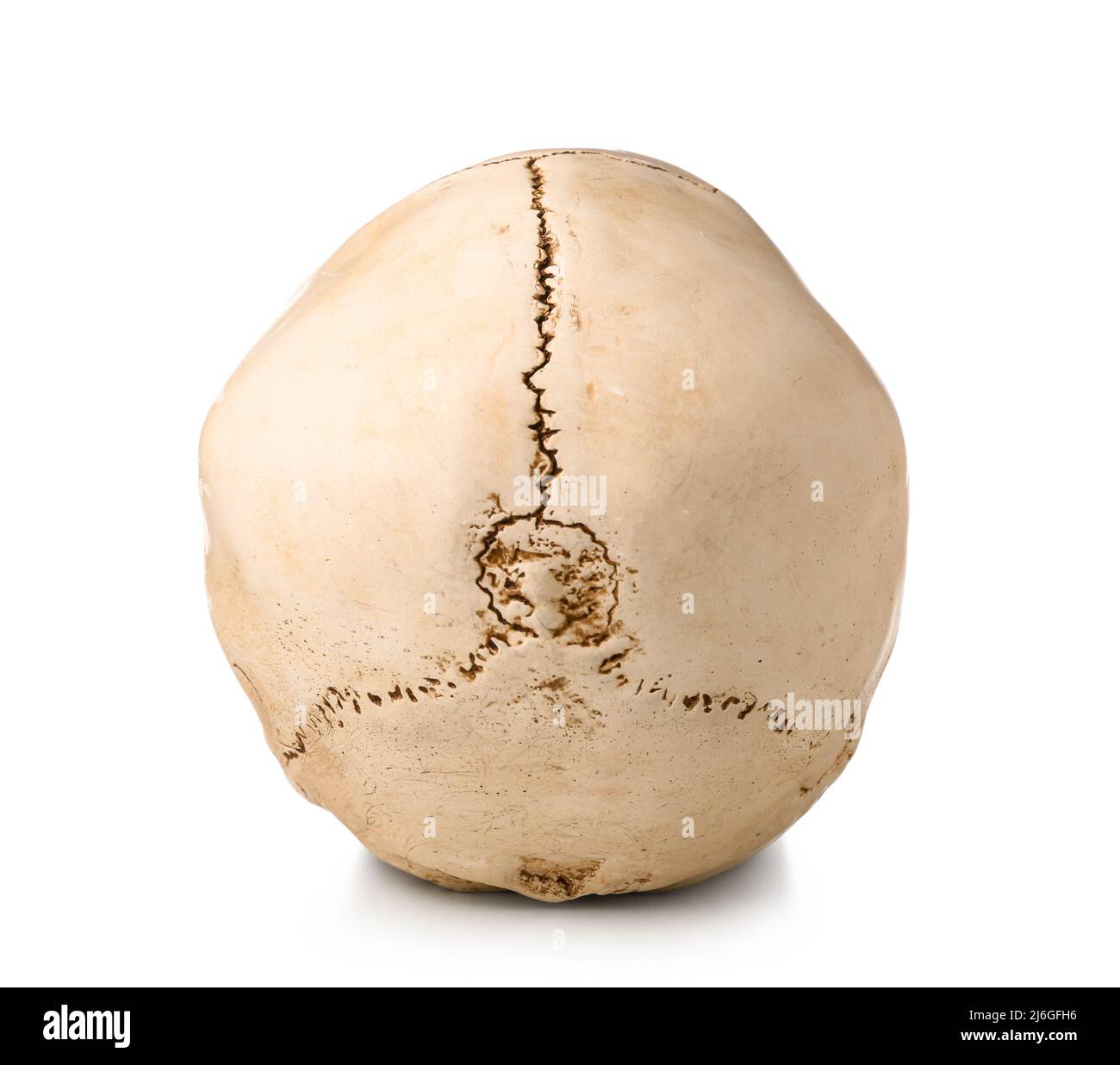 Human skull isolated on white background Stock Photo - Alamy