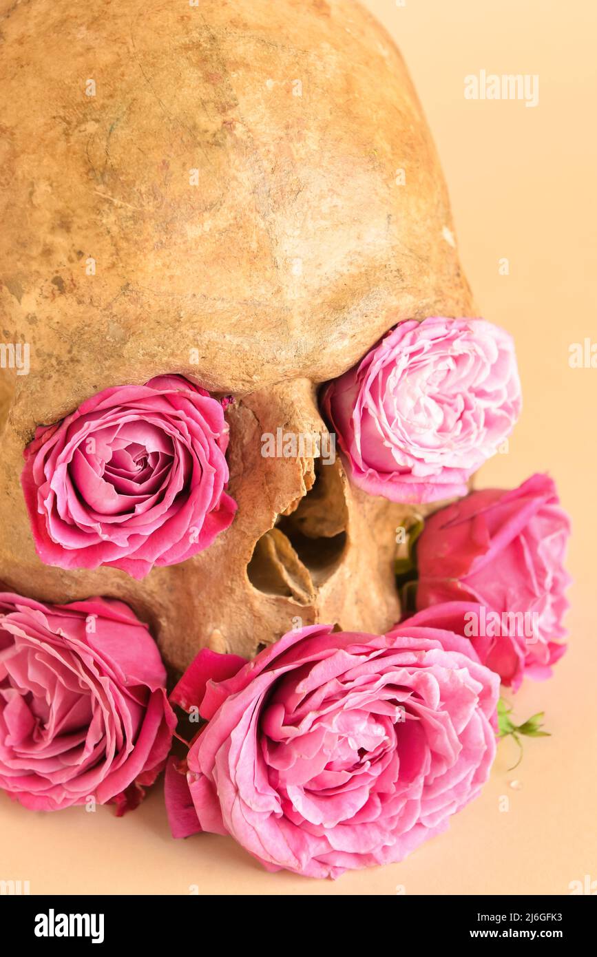 Human skull with flowers on beige background, closeup Stock Photo - Alamy
