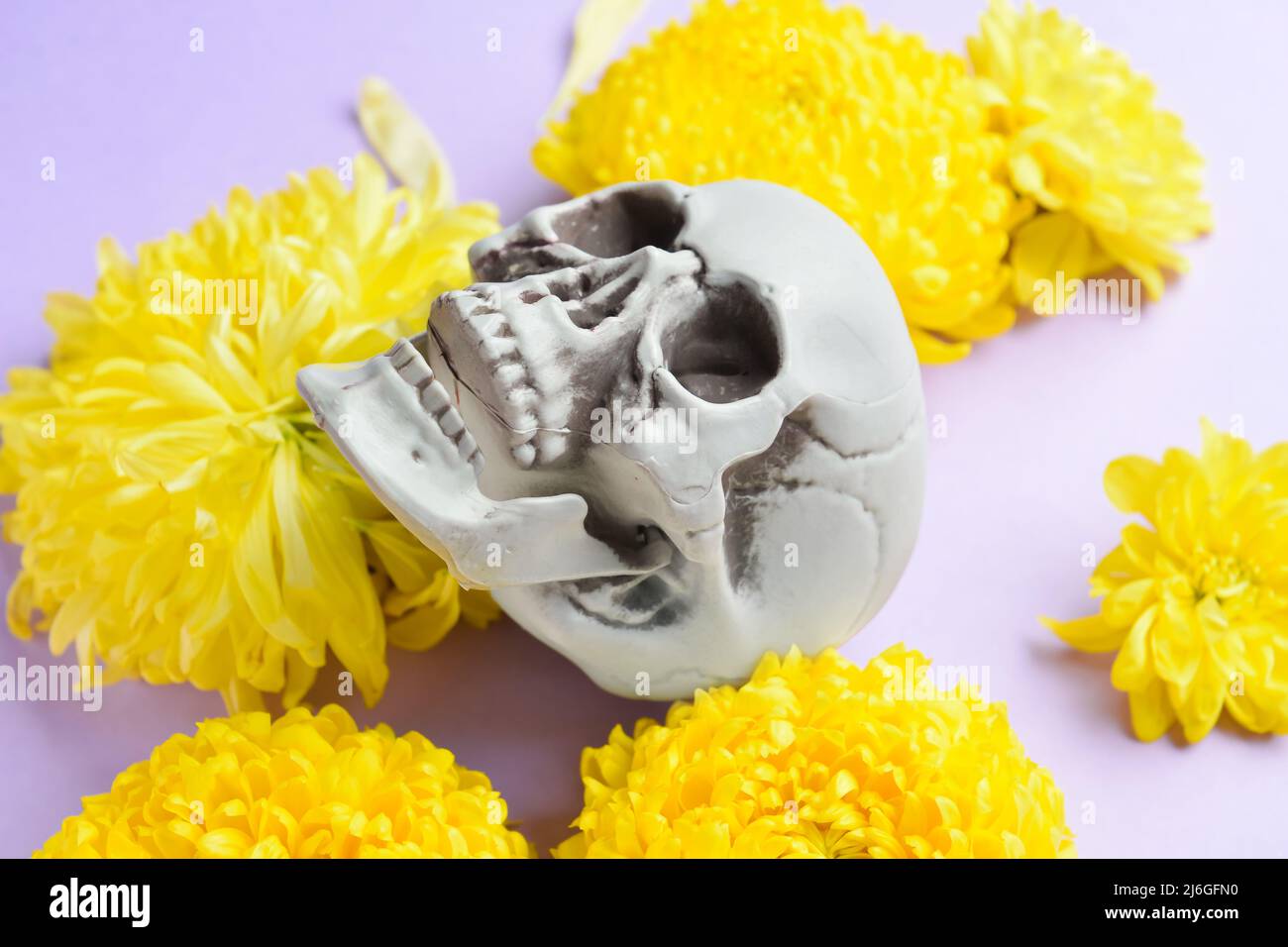 Human skull with flowers on purple background, closeup Stock Photo - Alamy