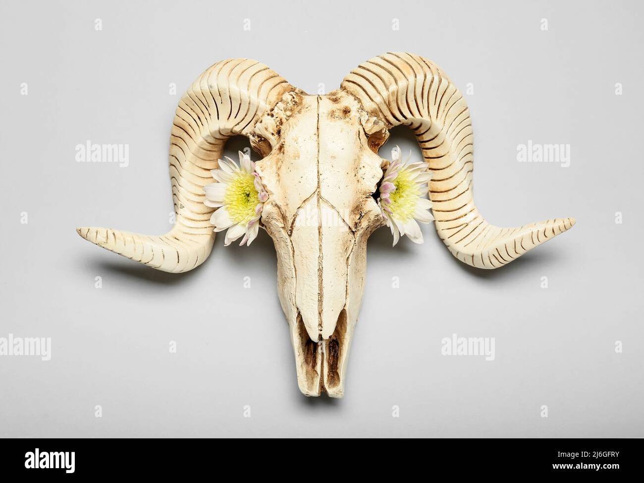 Skull of sheep and flowers on grey background Stock Photo - Alamy