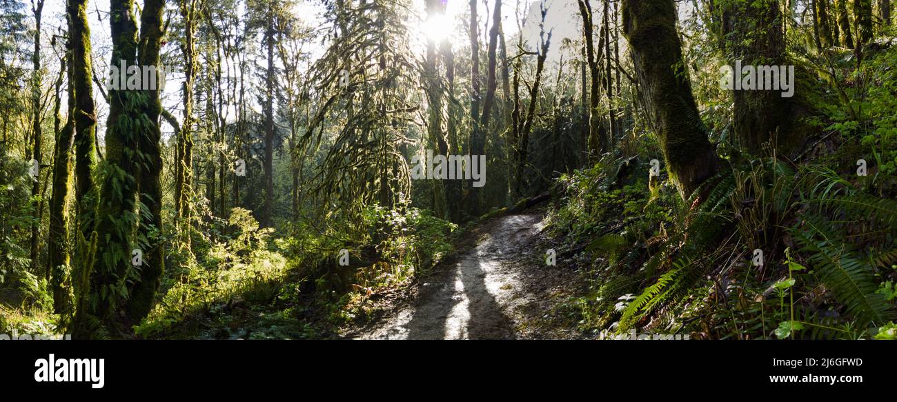 A beautiful trail winds through healthy trees, ferns, and other ...