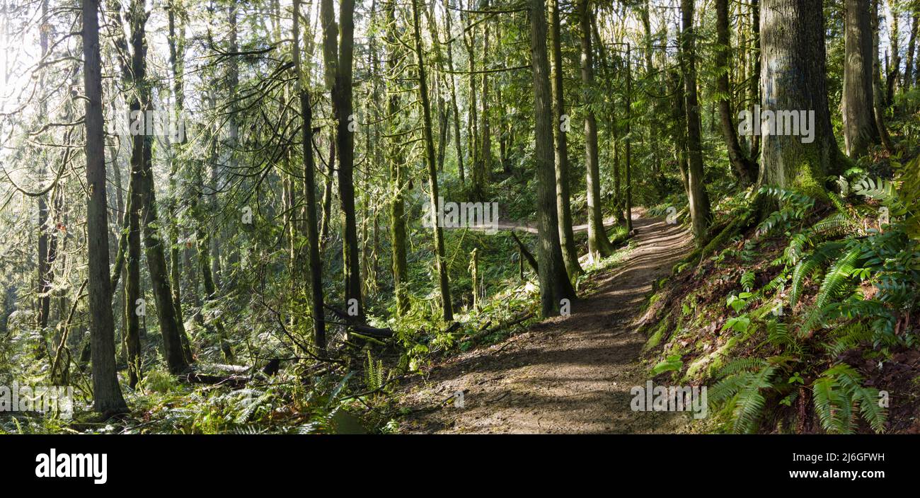 A beautiful trail winds through healthy trees, ferns, and other ...