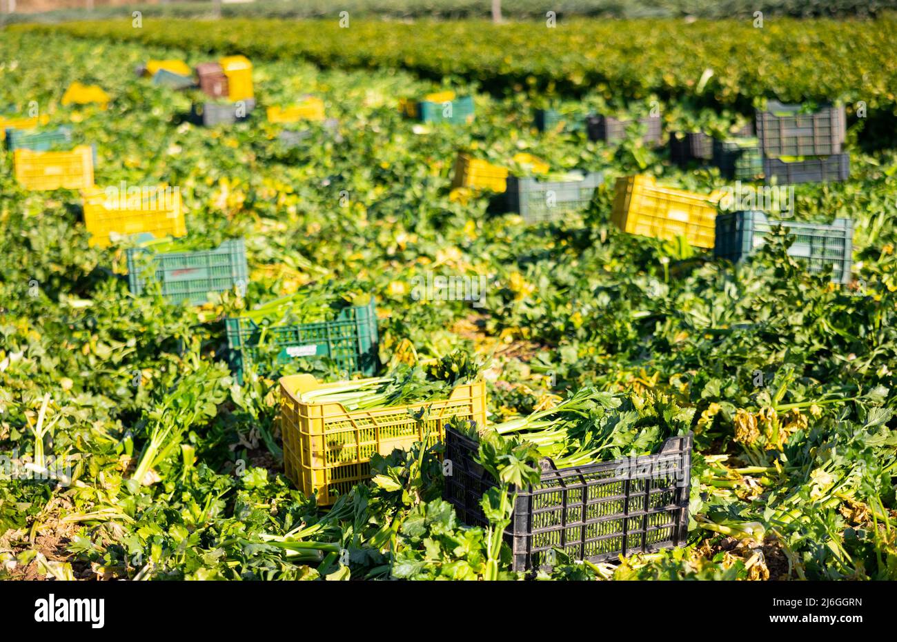 In even rows hi-res stock photography and images - Alamy