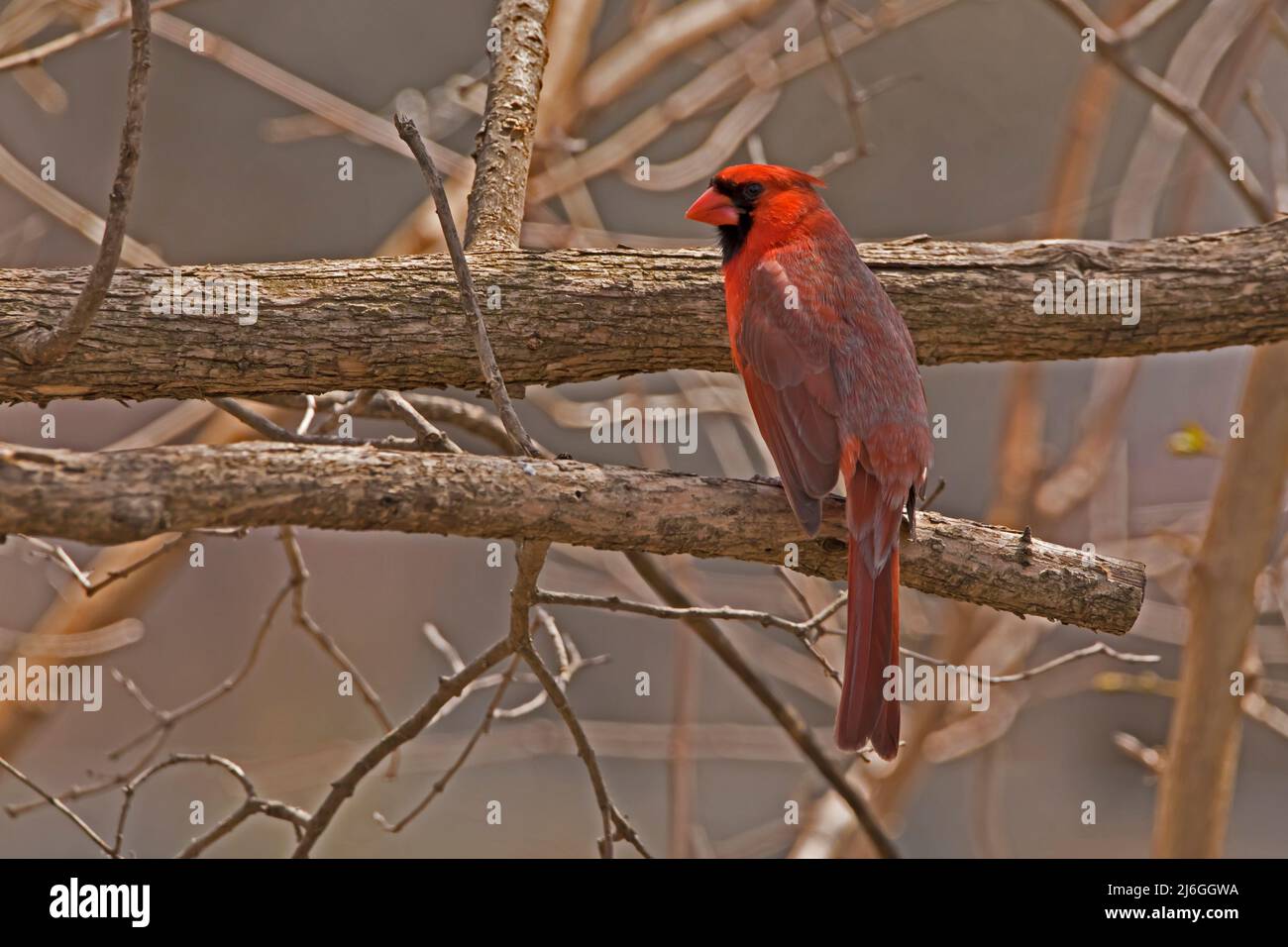 Male northern cardinal in a tree in spring Stock Photo - Alamy