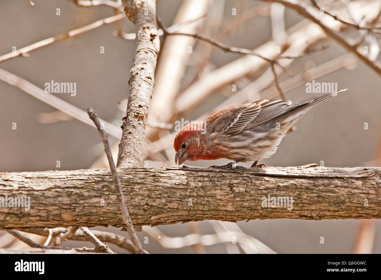 House finch eating hi-res stock photography and images - Alamy
