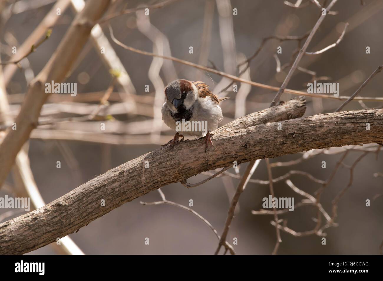 Male house sparrow in a tree facing forward Stock Photo - Alamy