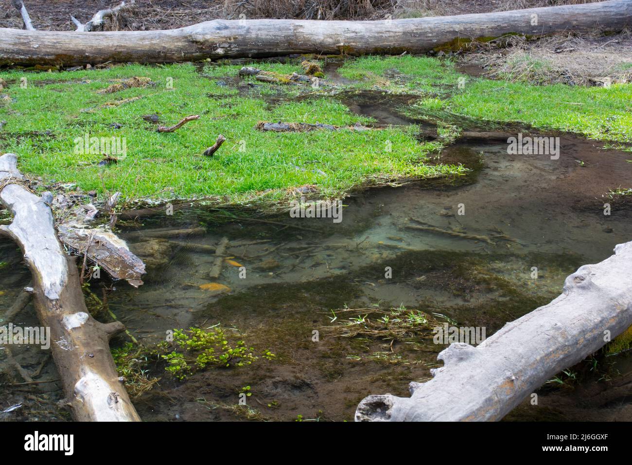 Clear Stream with Green Natural Water Plants and Logs Stock Photo - Alamy