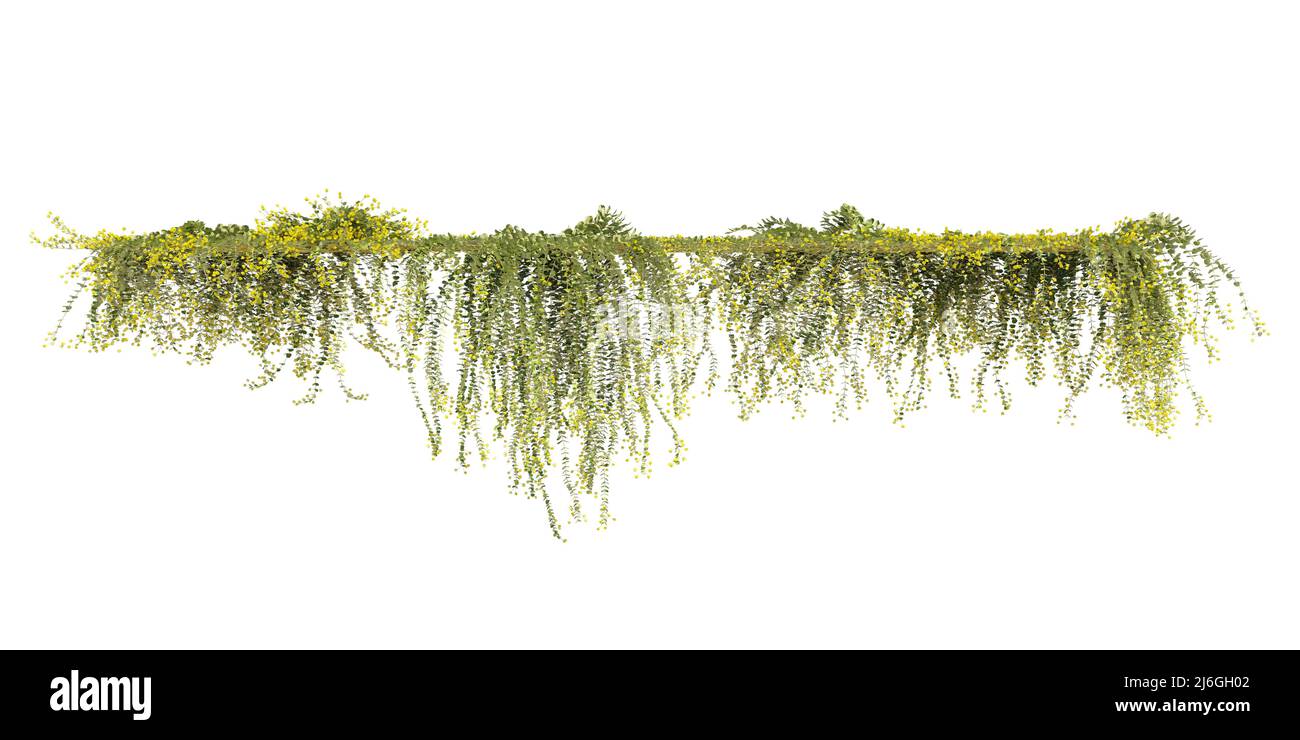 3D illustration climbing plants creepers isolated on white background ...