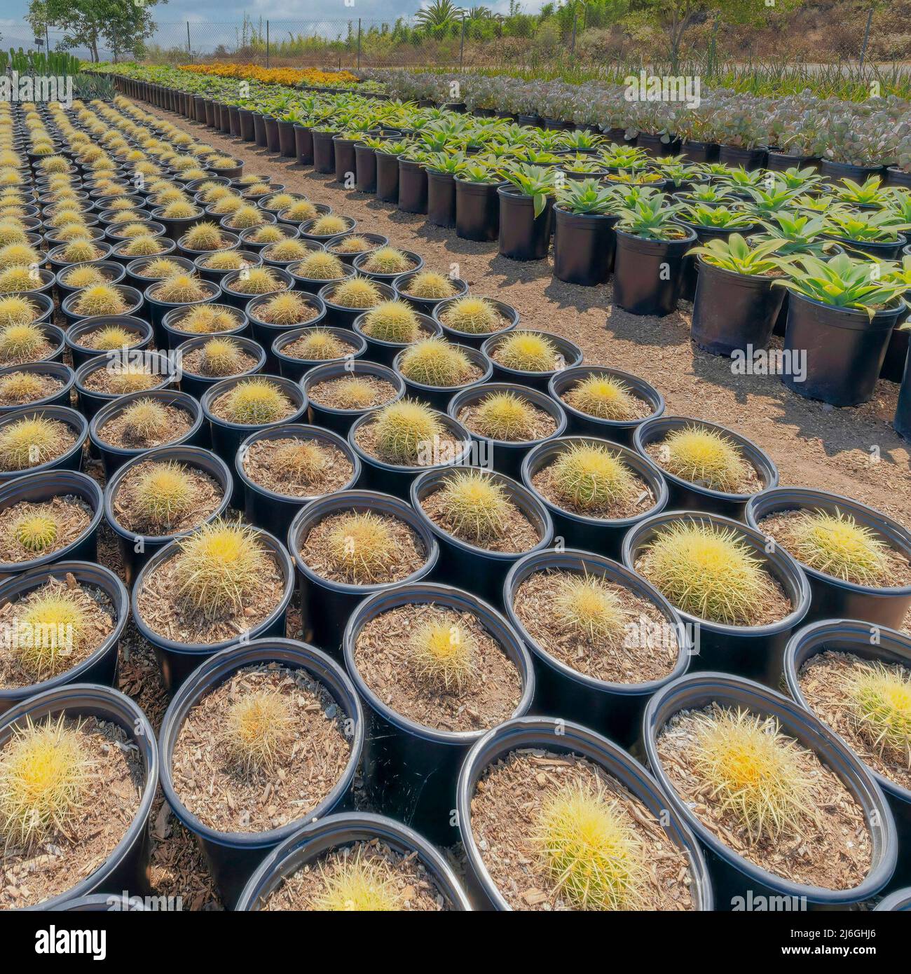 Square White puffy clouds Different types of ornamental desert plants ...