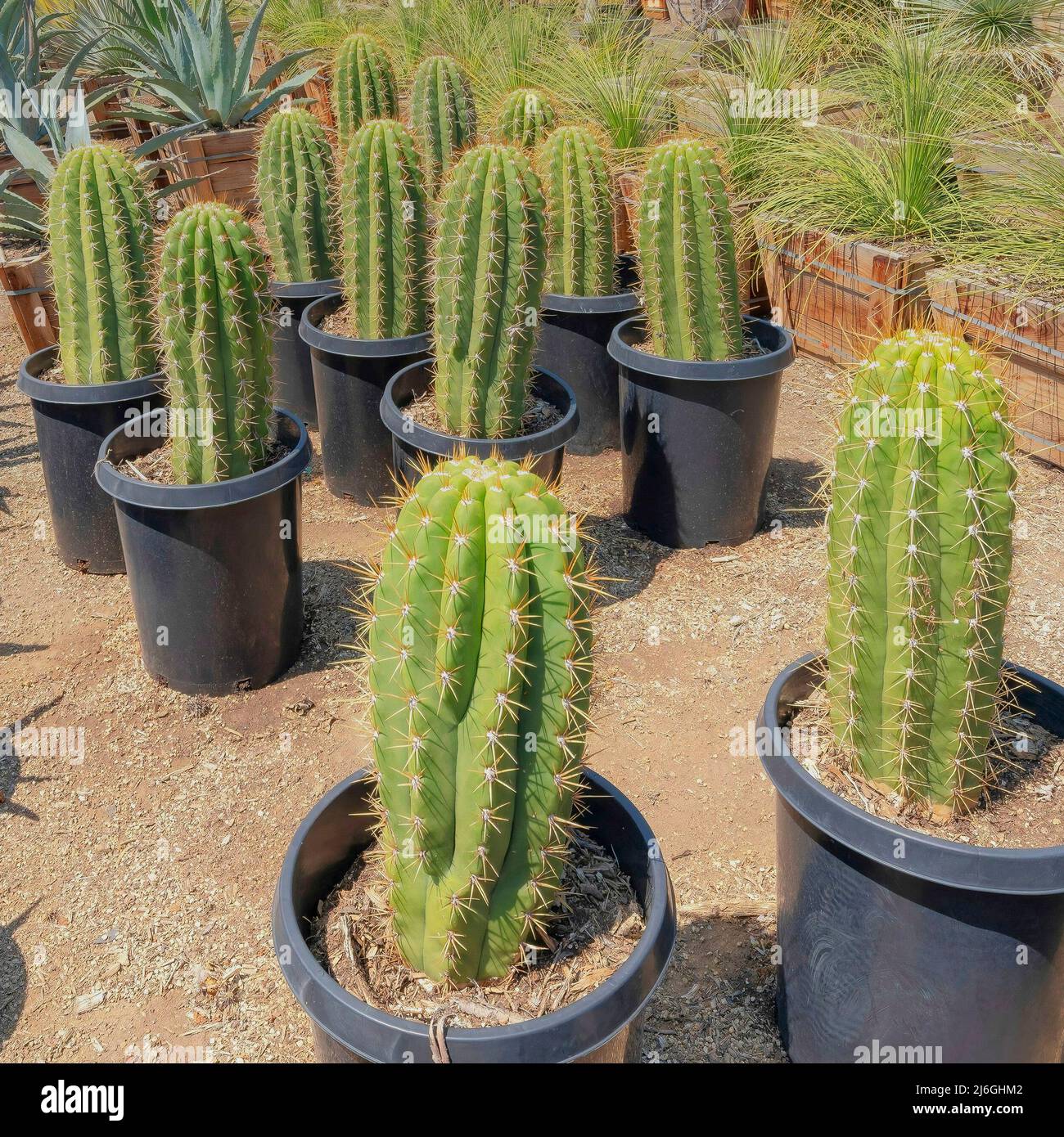 Square White puffy clouds Varieties of desert plants in a pail type ...