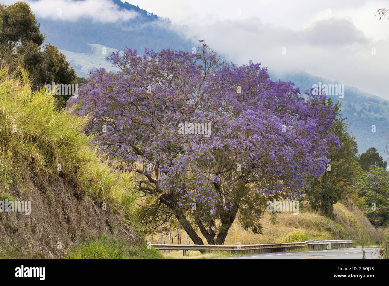 Beautiful flowering jacaranda trees in upcountry maui Stock Photo - Alamy