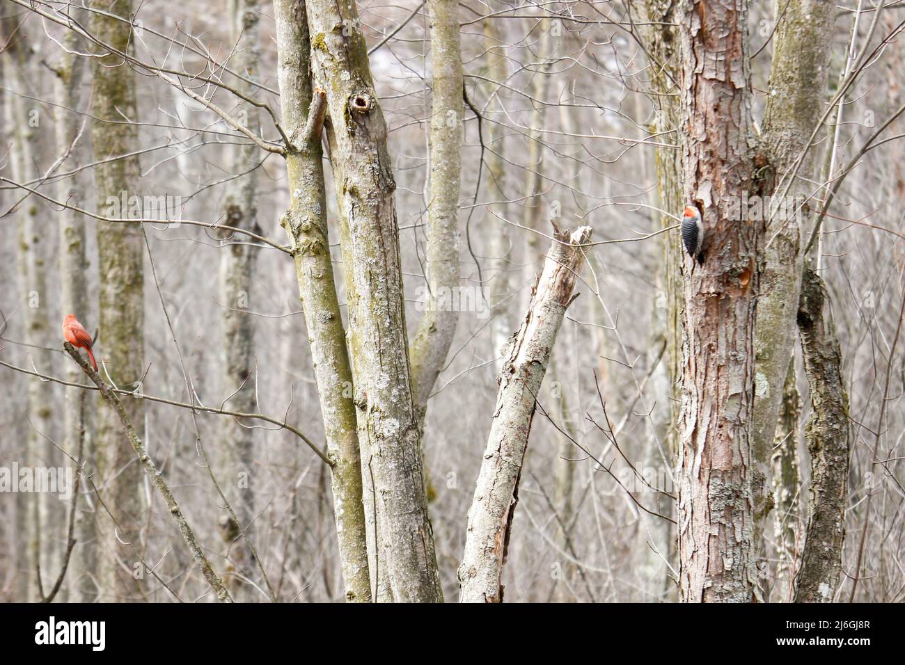 Cardinal and red bellied woodpecker Stock Photo - Alamy