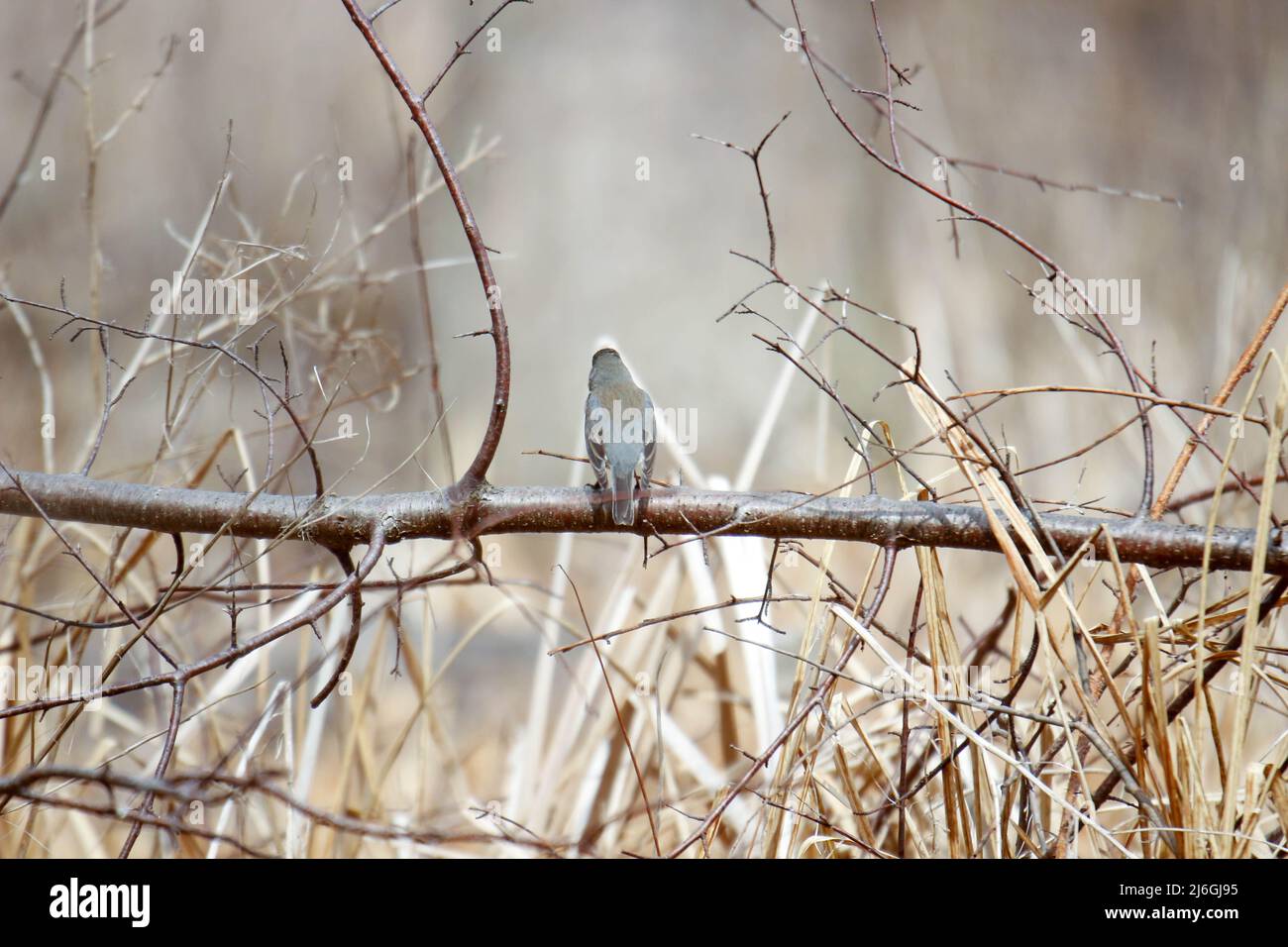small song bird Stock Photo - Alamy