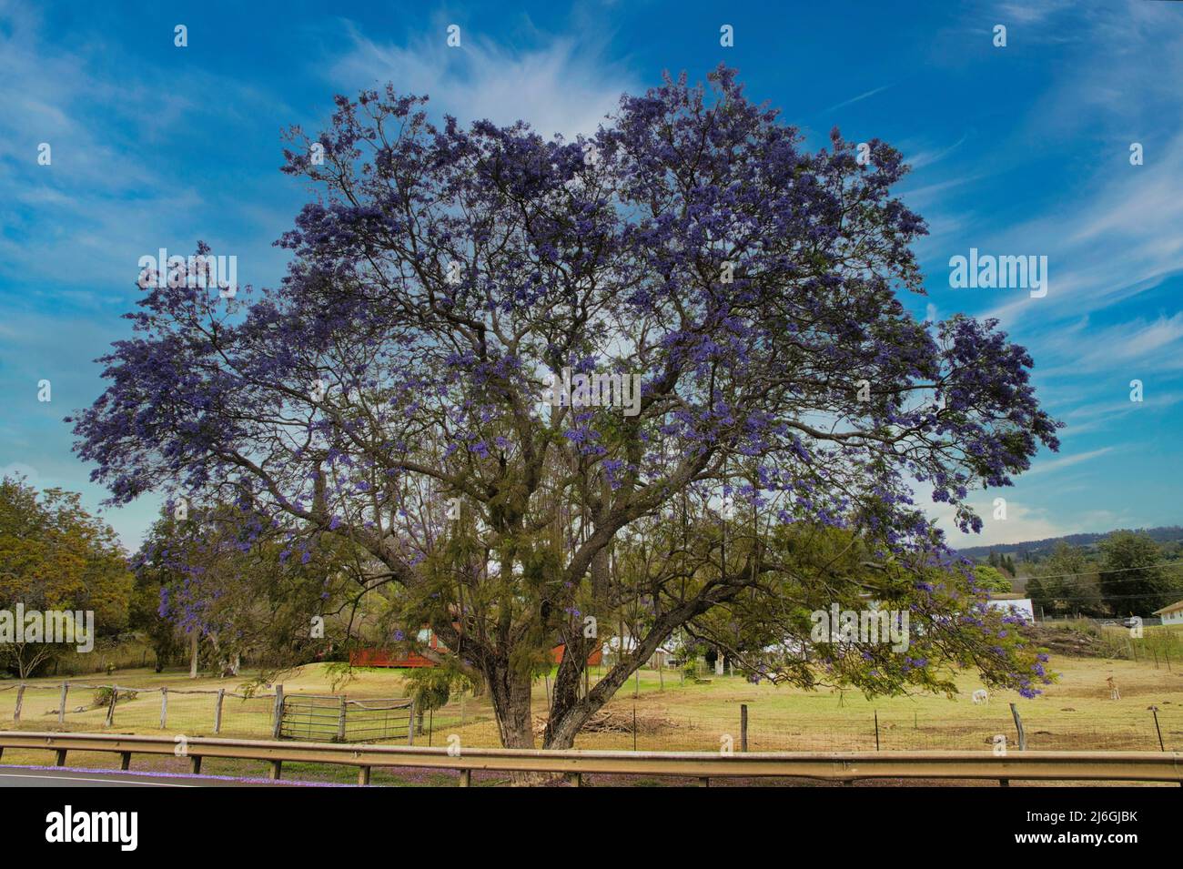 Beautiful flowering jacaranda trees in upcountry maui Stock Photo - Alamy