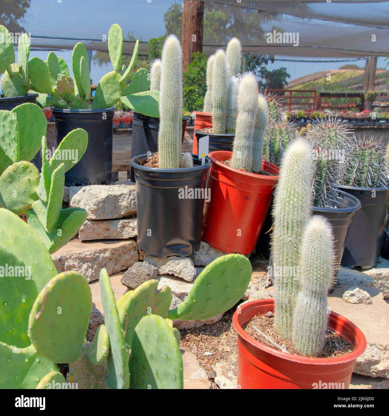 Square Variety of medium sized cactuses on a pot at the top of pile of ...