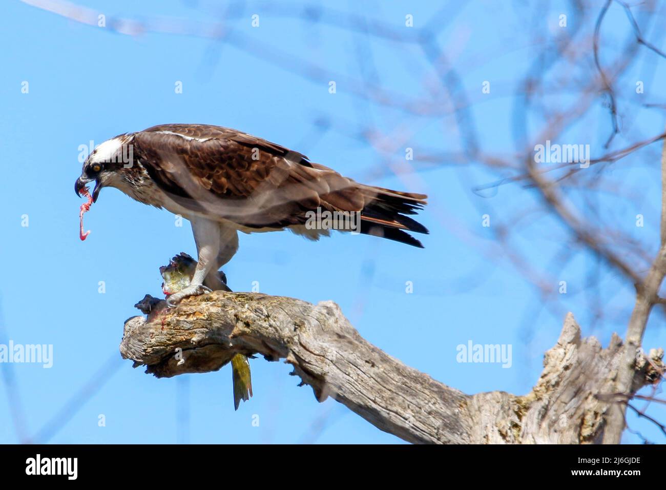 Osprey eats fish that it recently caught Stock Photo - Alamy
