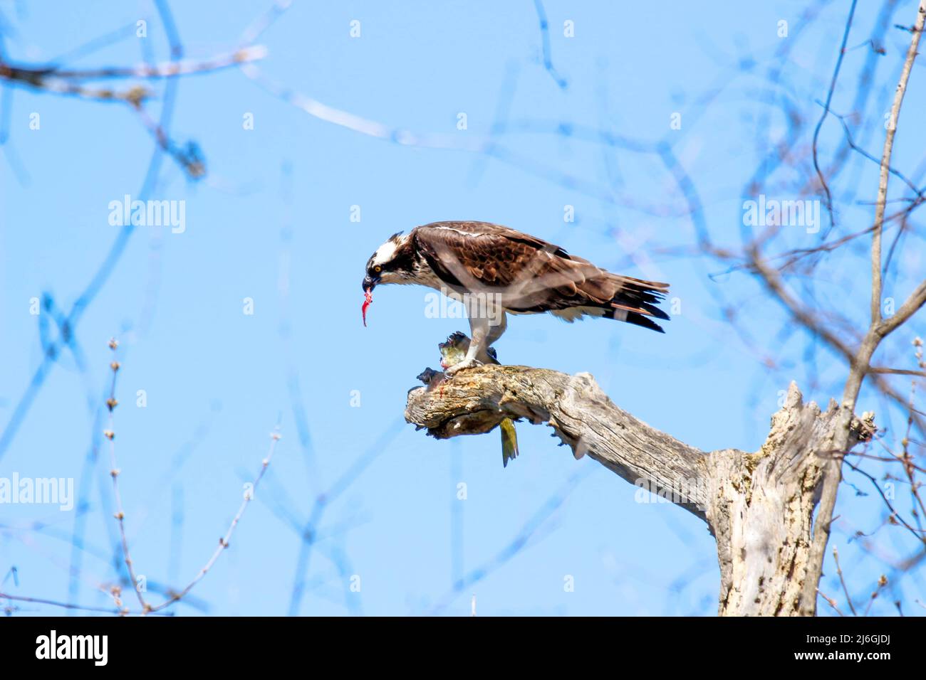 Osprey eats fish that it recently caught Stock Photo - Alamy